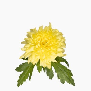 Standard Chrysanthemums – Burwood Nurseries