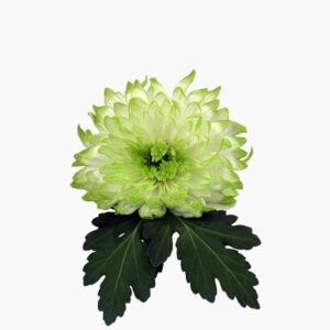 Standard Chrysanthemums – Burwood Nurseries