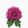 Standard Chrysanthemums – Burwood Nurseries