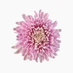 Standard Chrysanthemums – Burwood Nurseries