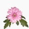 Standard Chrysanthemums – Burwood Nurseries