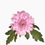 Standard Chrysanthemums – Burwood Nurseries