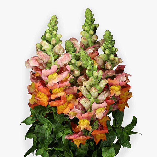 Snapdragons – Burwood Nurseries