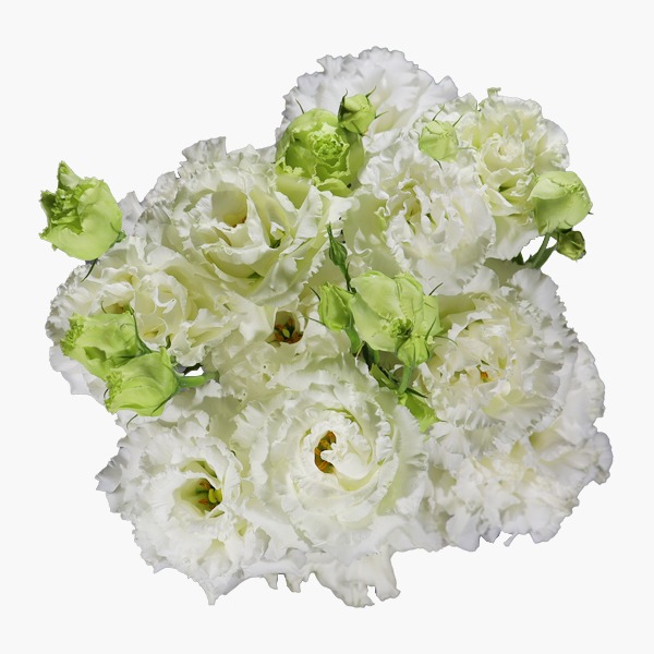White Lisianthus – Burwood Nurseries