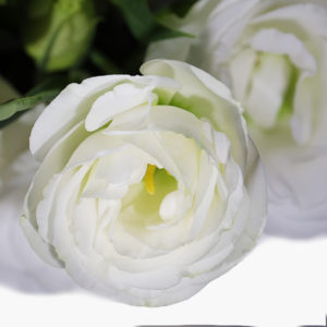 White Lisianthus – Burwood Nurseries