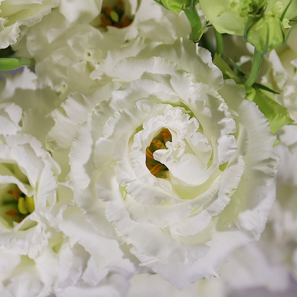 White Lisianthus - Burwood Nurseries