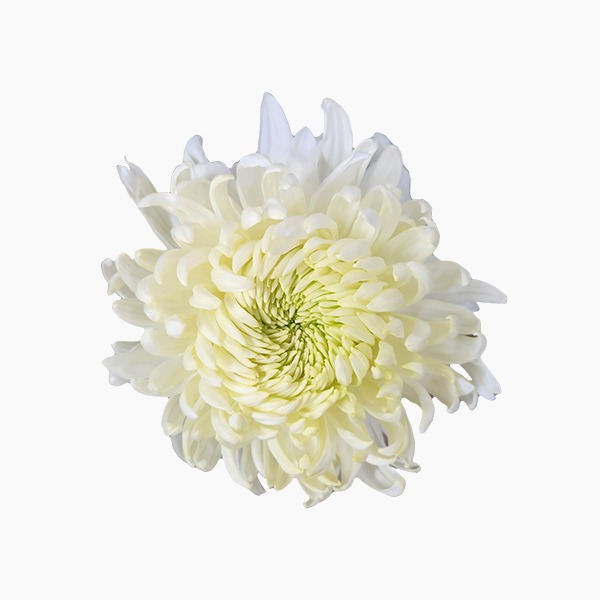 Pastella Rose – Burwood Nurseries